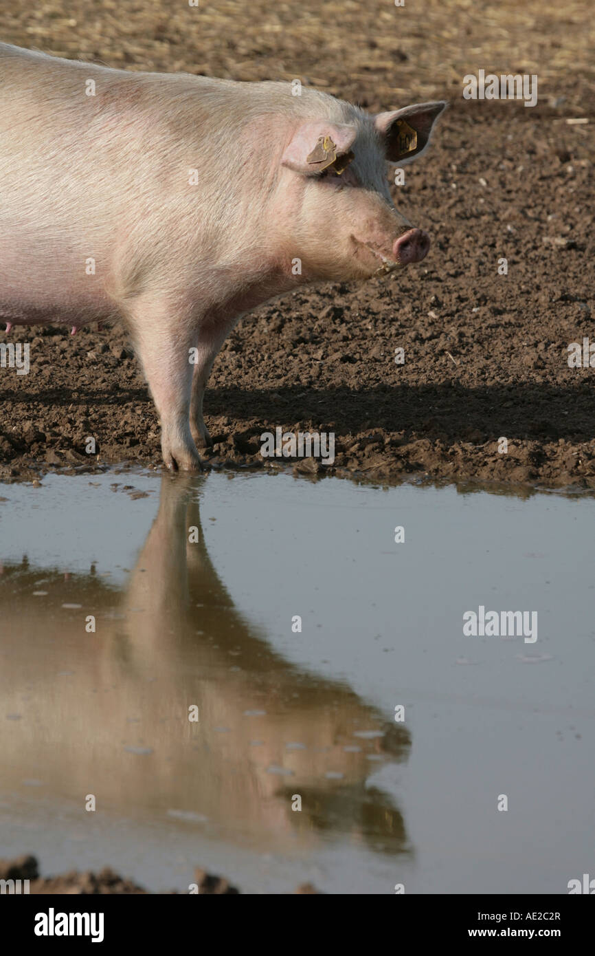Pig reflected in puddle Stock Photo - Alamy