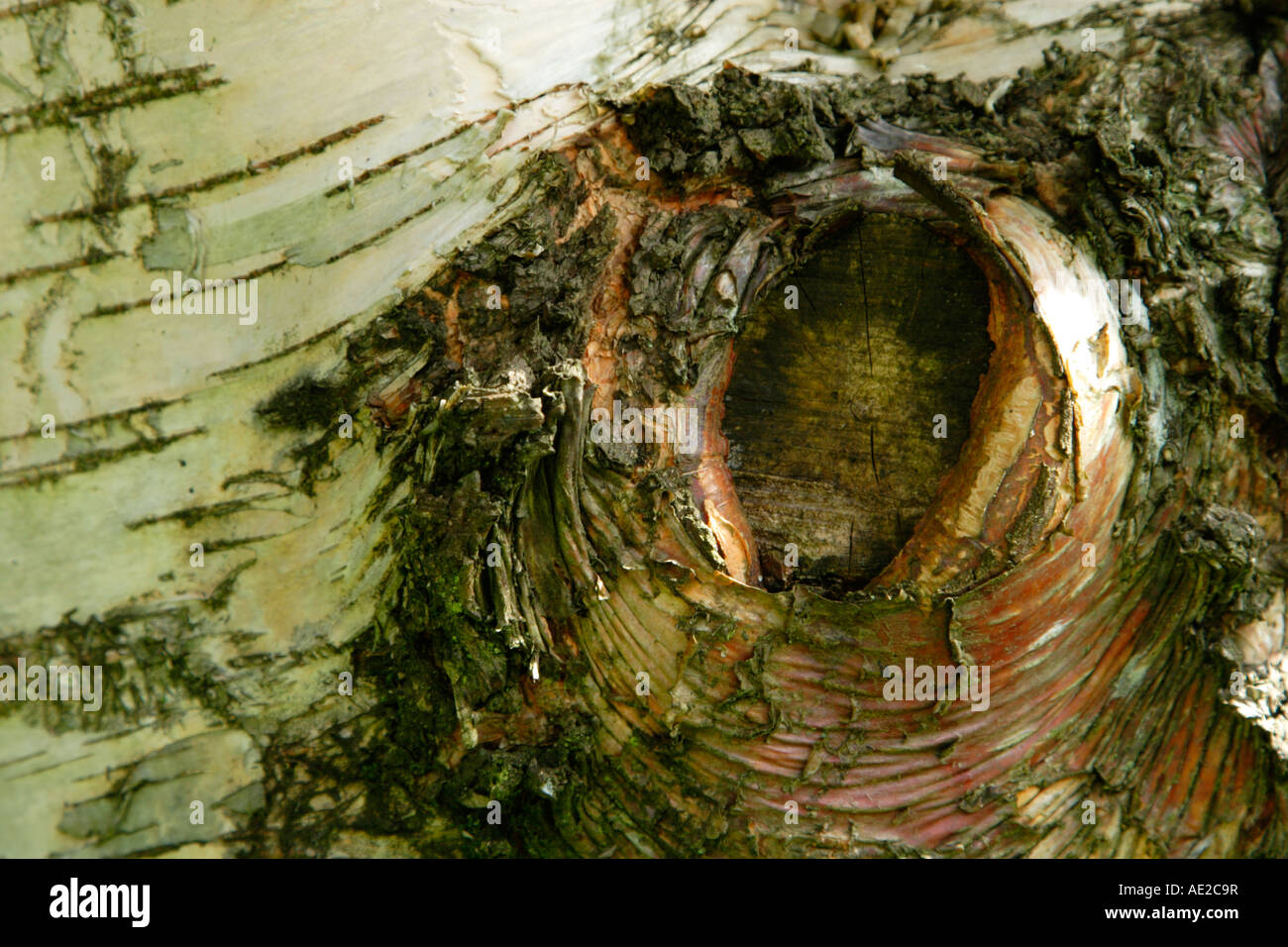 Close up bark tree silver birch hi-res stock photography and images - Alamy