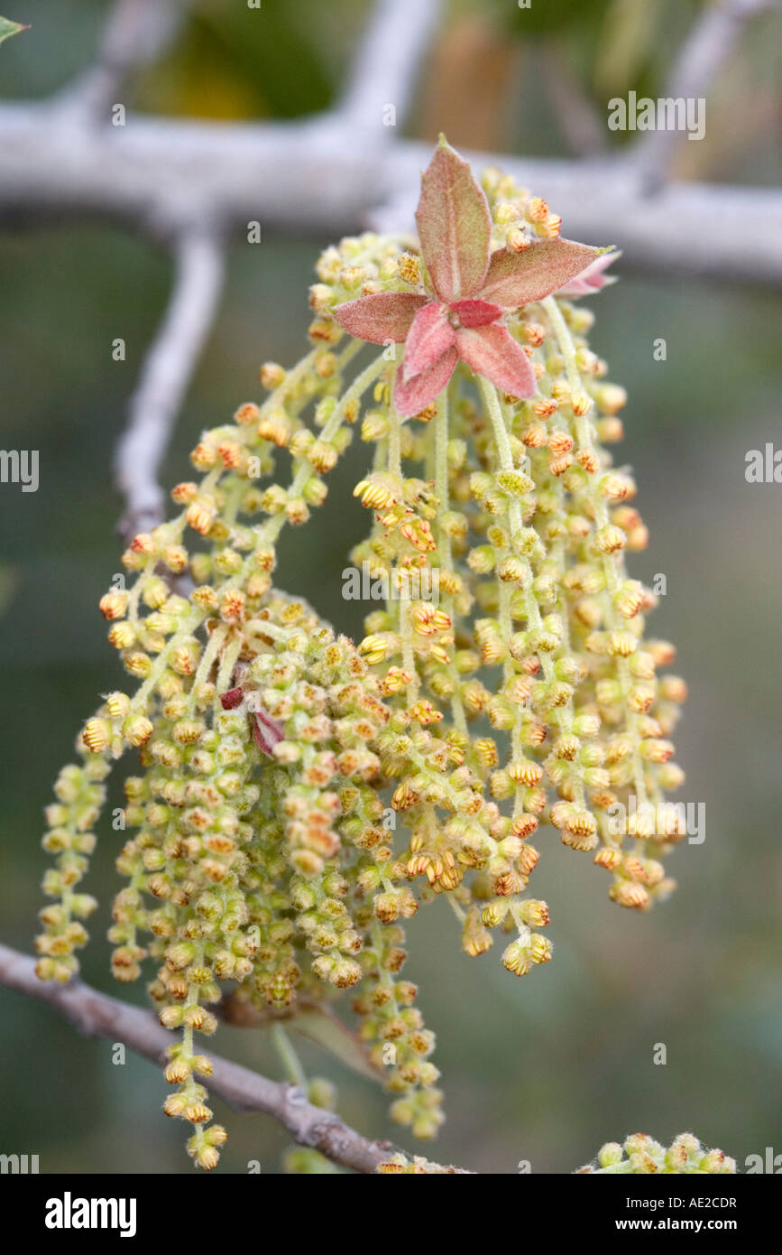 Emory Oak Quercus emoryi Texas Canyon Cochise County Arizona USA 2 May ...