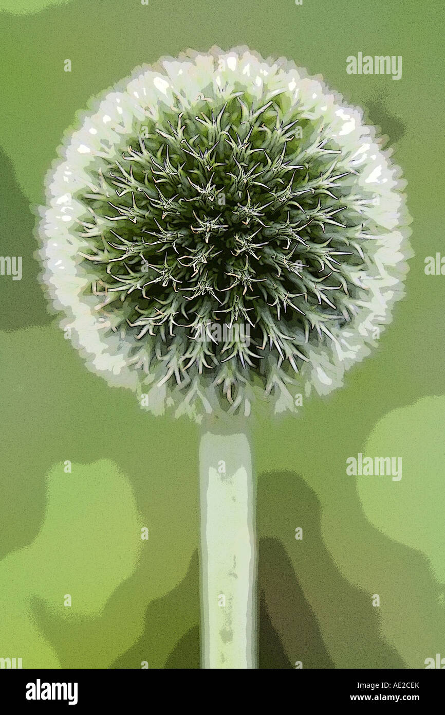 Green echinops pop art Stock Photo - Alamy