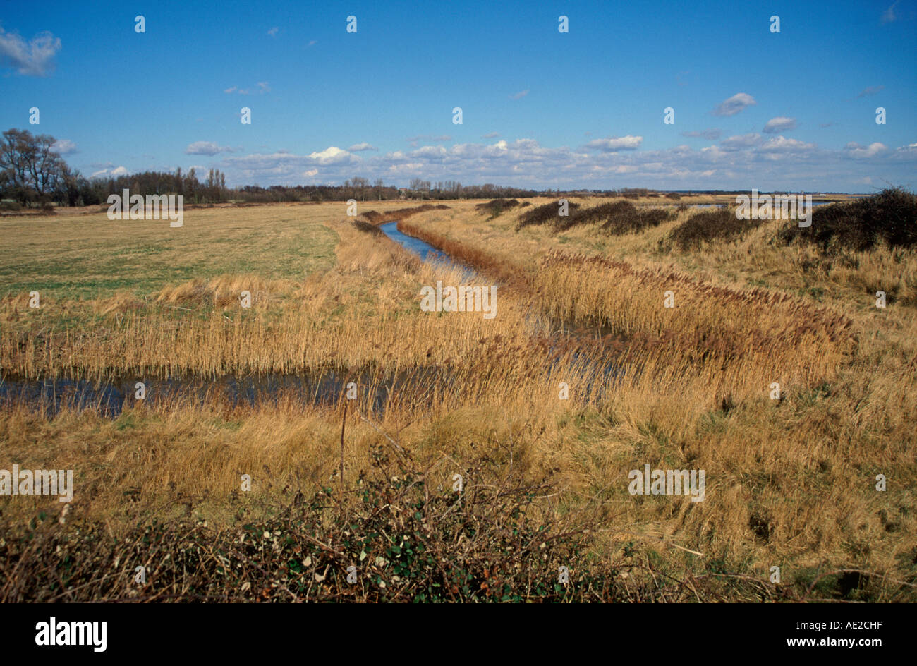 Drained habitat hi-res stock photography and images - Alamy