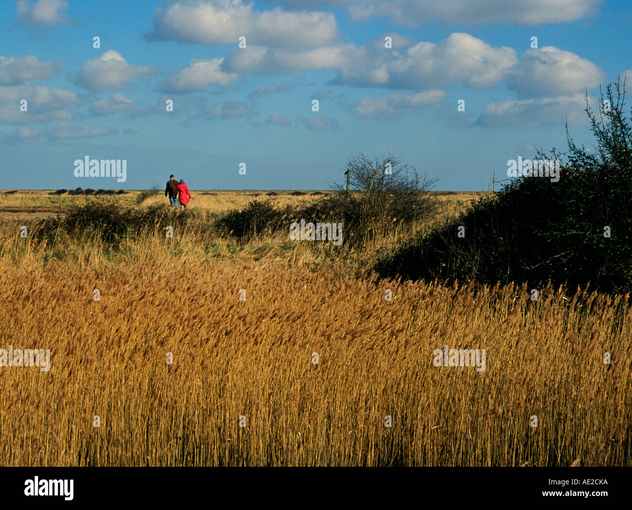 Marsh land marshland uk hi-res stock photography and images - Alamy
