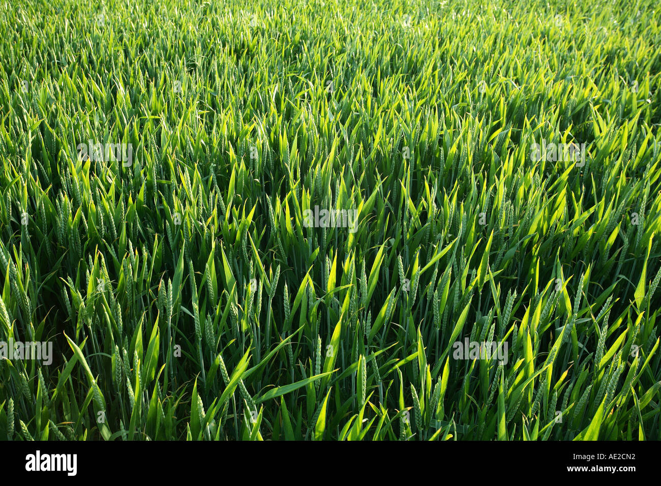 Wheat field, Hampshire England Stock Photo - Alamy