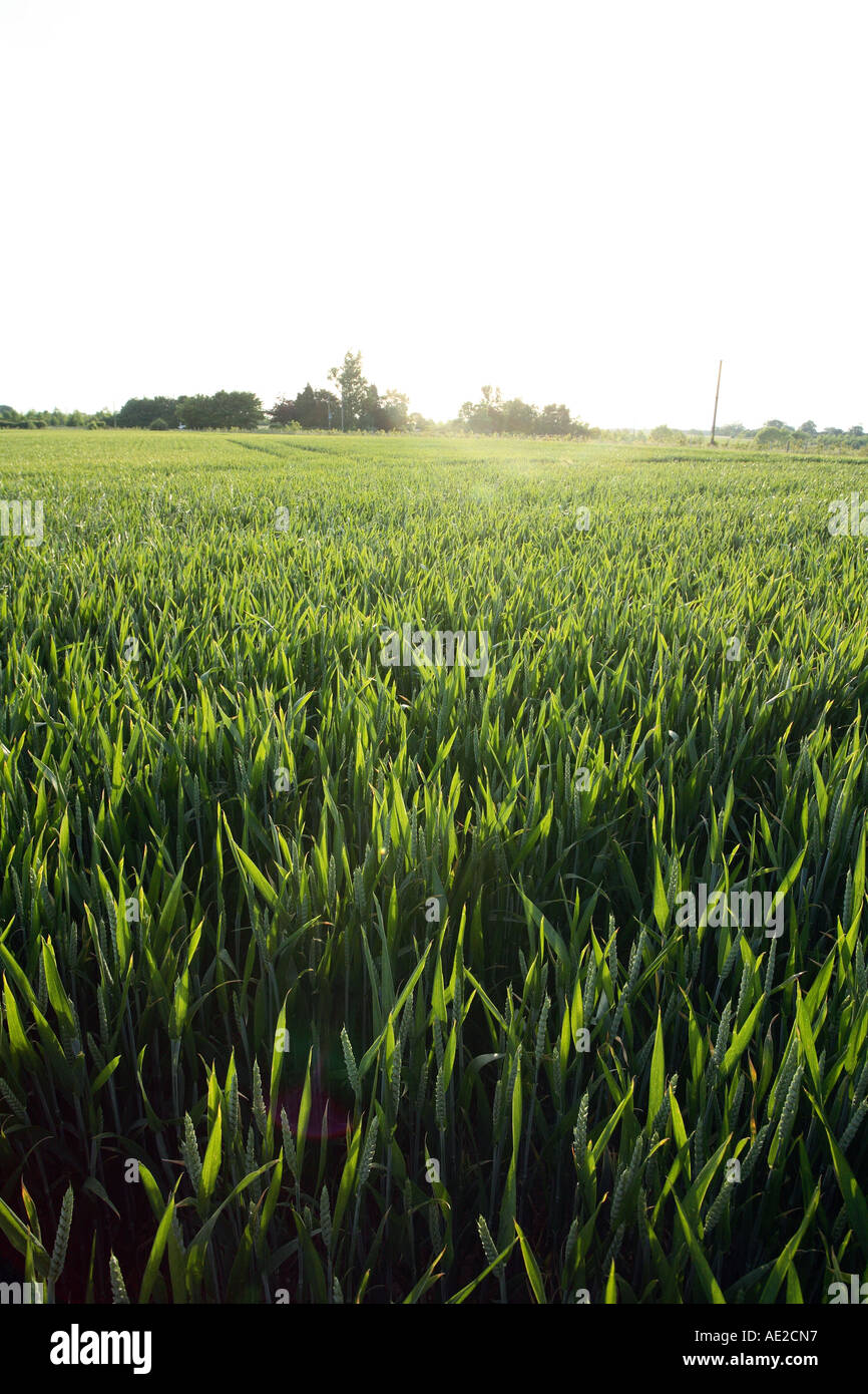 Wheat field, Hampshire England Stock Photo - Alamy