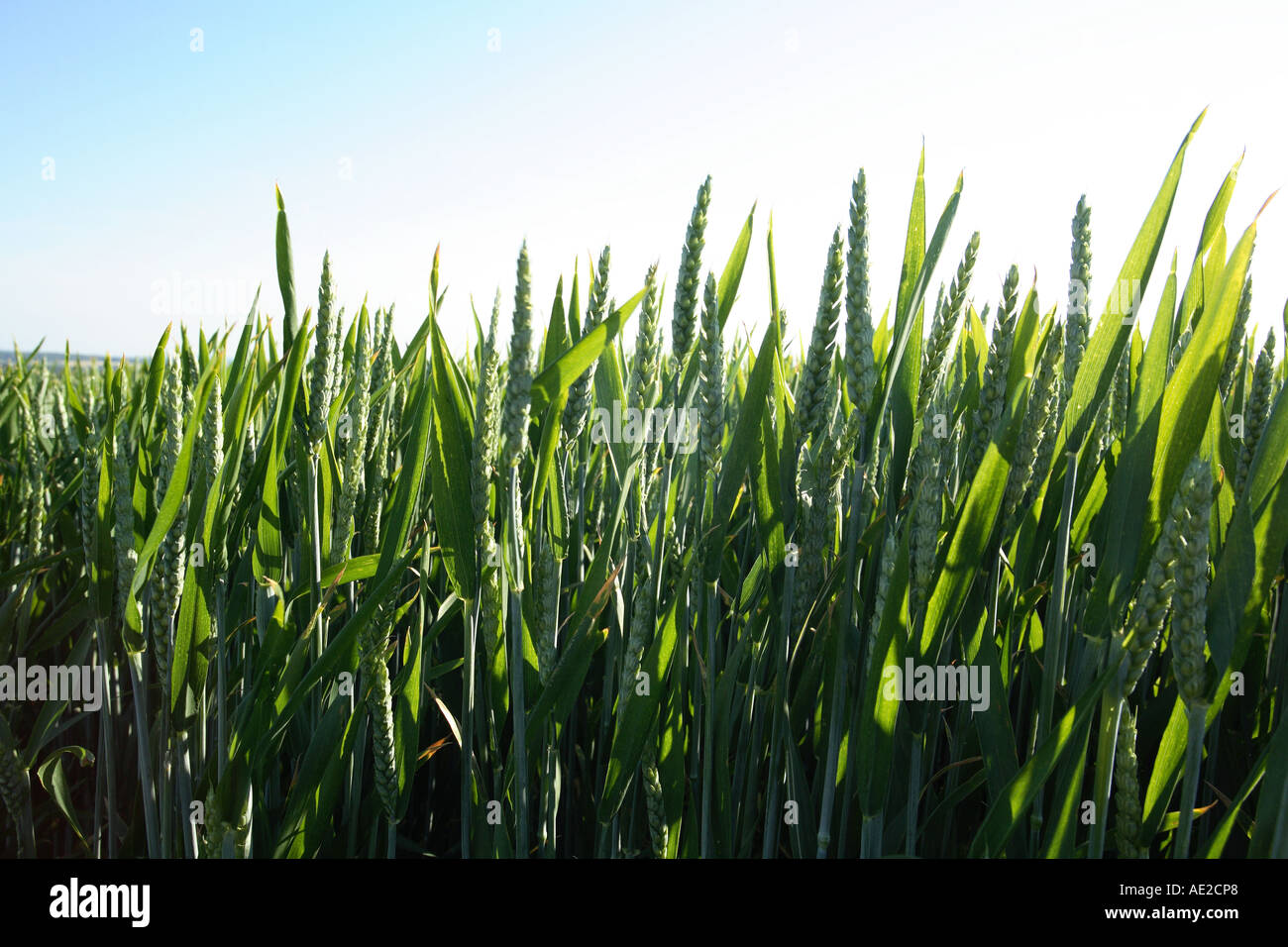Wheat field, Hampshire England Stock Photo - Alamy