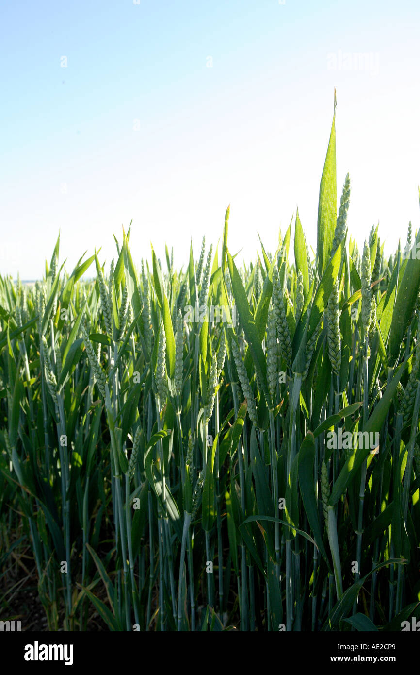 Wheat field, Hampshire England Stock Photo - Alamy