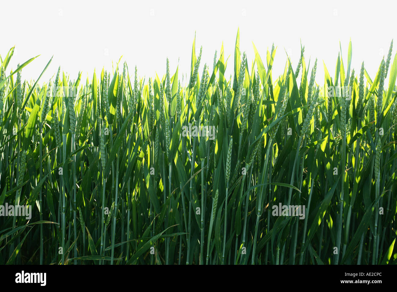Wheat field, Hampshire England Stock Photo - Alamy