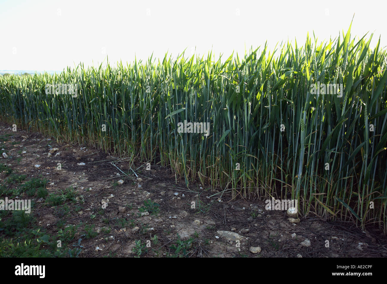Wheat field, Hampshire England Stock Photo - Alamy