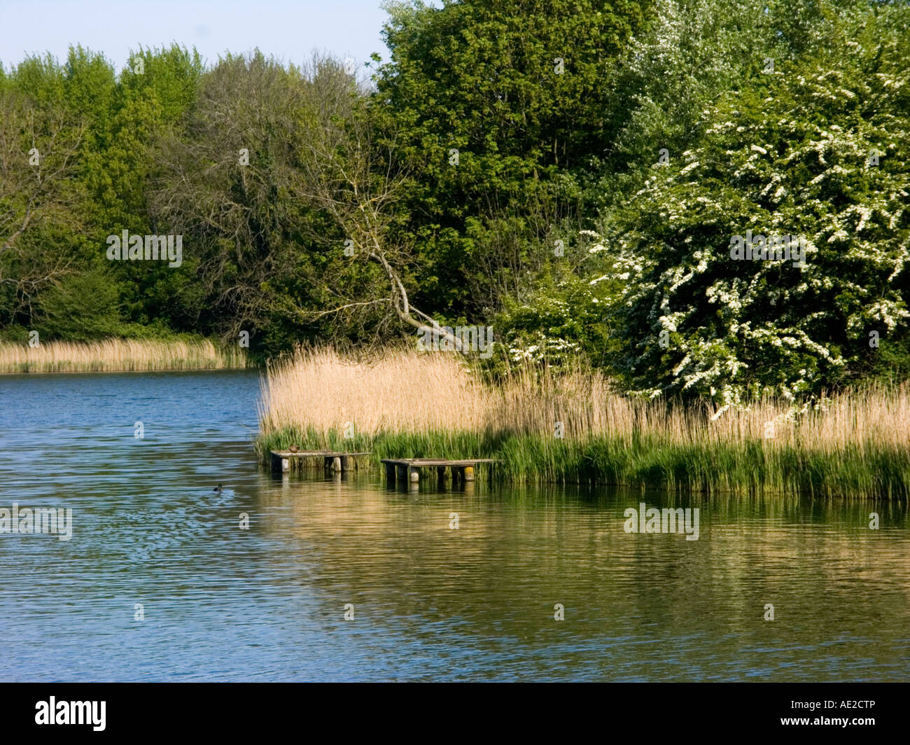 Fishing platforms by the lake at Coate Water, Swindon Wiltshire UK ...