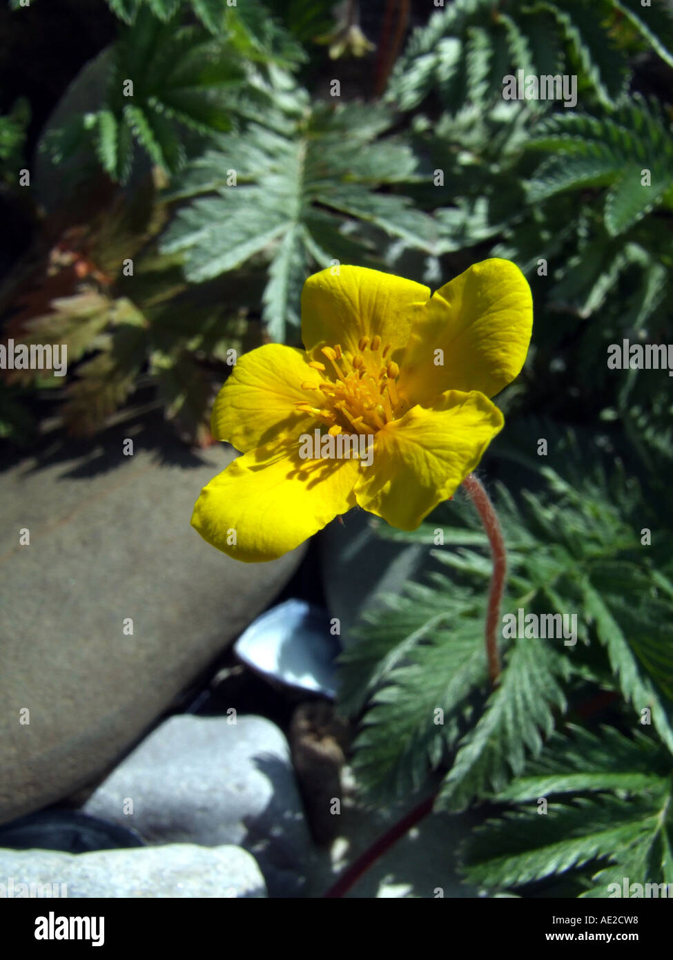 Silverweed hi-res stock photography and images - Alamy