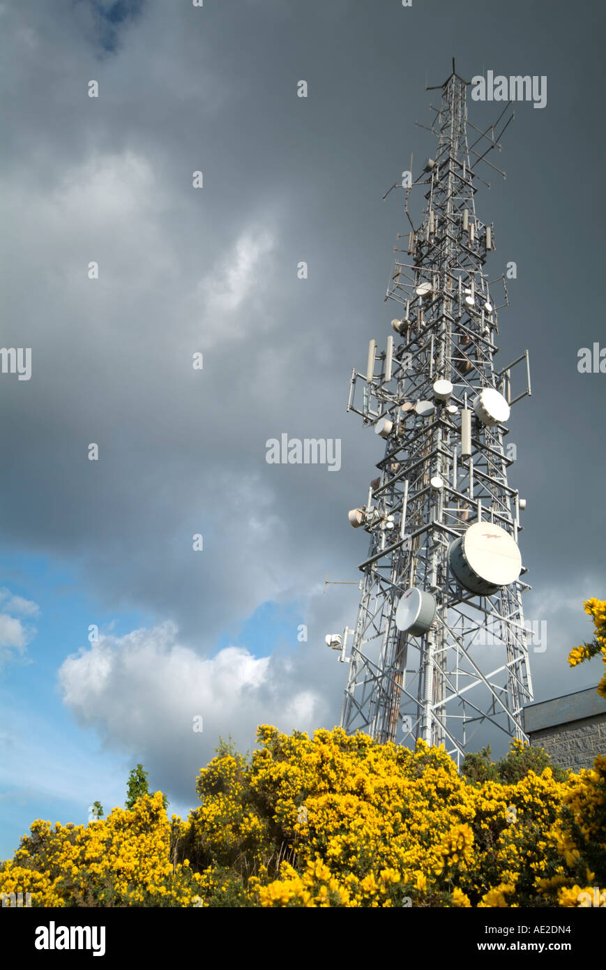 A telecommunications mast rising from bright yellow gorse bushes into ...