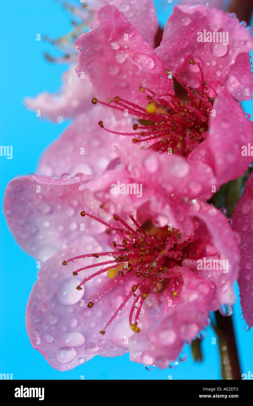 Peach tree flowers with droplets Stock Photo - Alamy