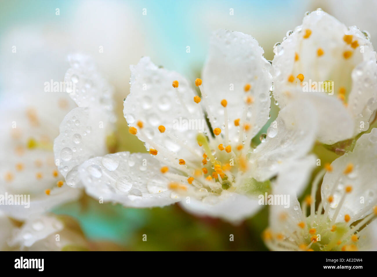 Cherry tree flowers with droplets Stock Photo - Alamy
