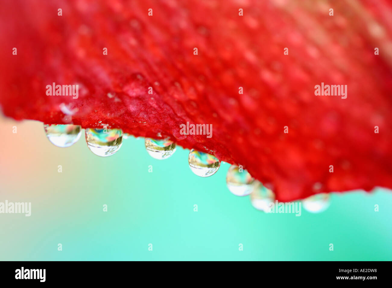 Amaryllis flower with droplets Hypeastrum hybr Stock Photo - Alamy