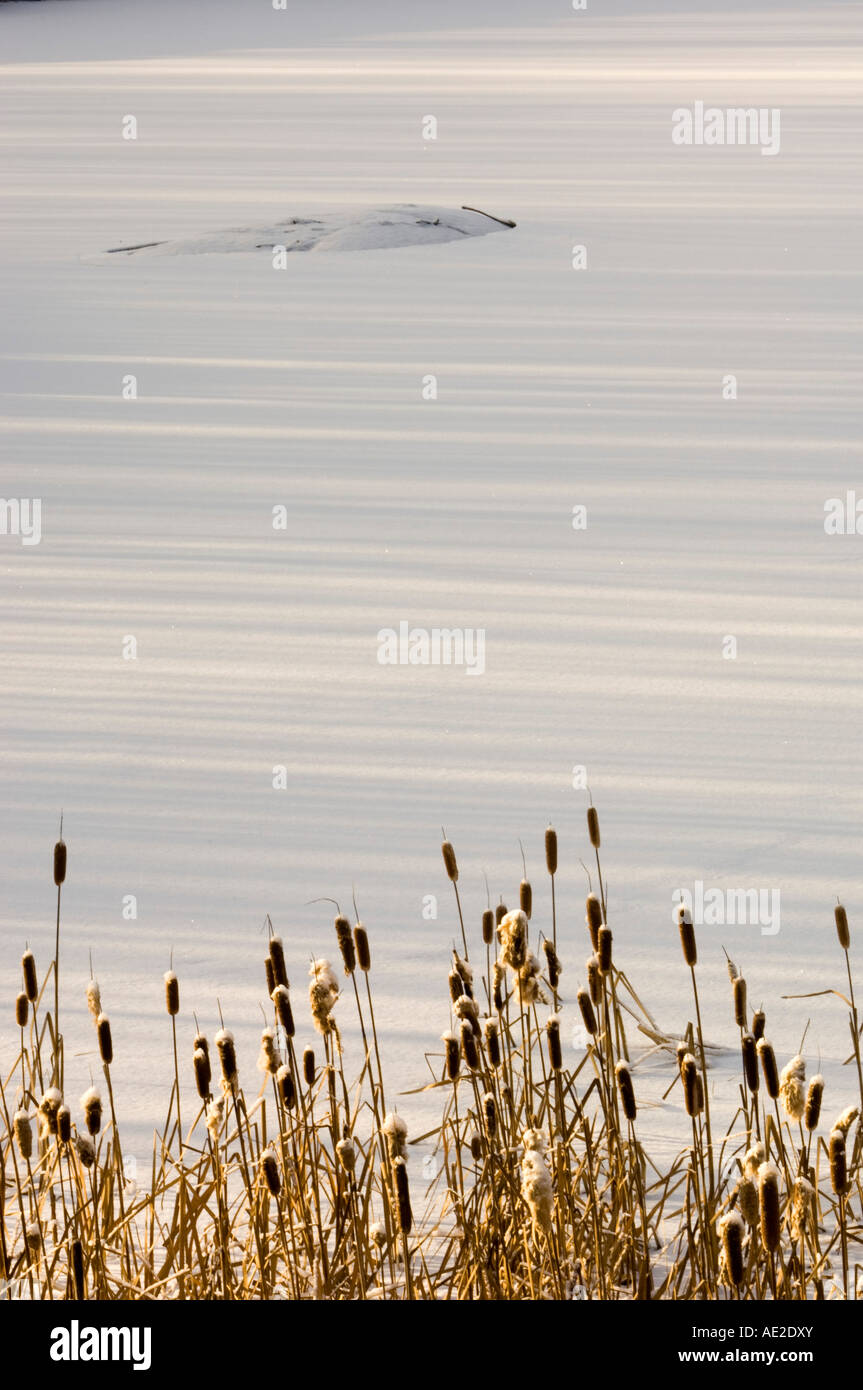 Beaver colonies hi-res stock photography and images - Alamy