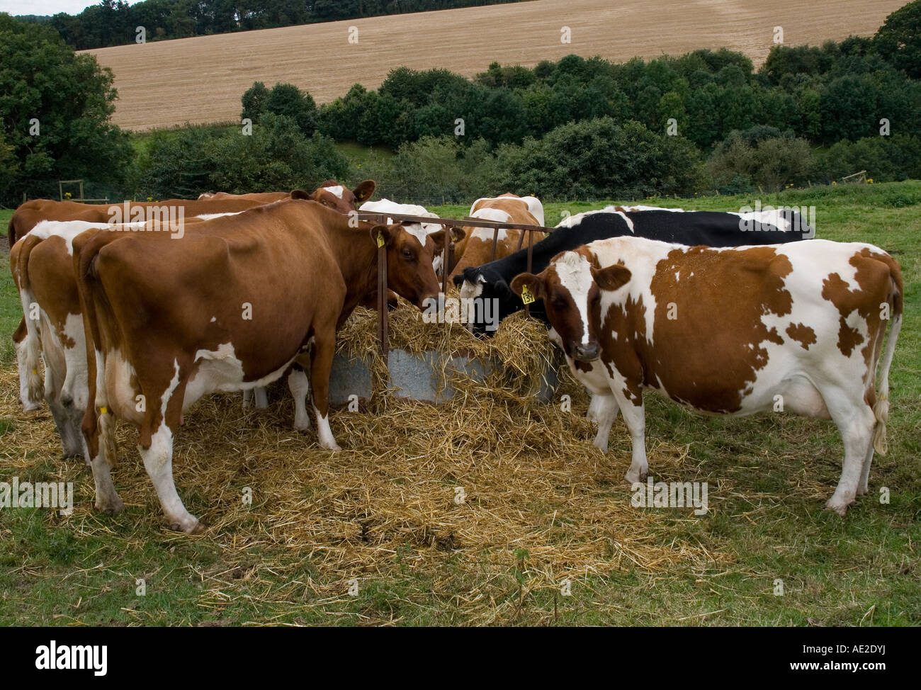 Cows eating straw on a farm in Shropshire Stock Photo - Alamy