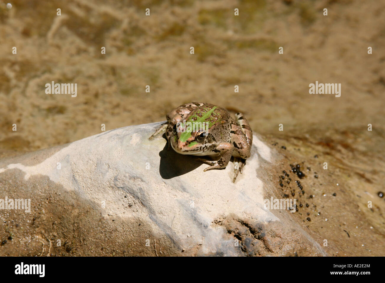Green frog at base of waterfall, Lefkas Greece Stock Photo - Alamy
