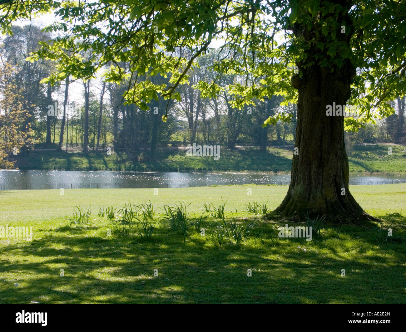 Lake at Lydiard Country Park near Swindon Wiltshire UK Stock Photo - Alamy
