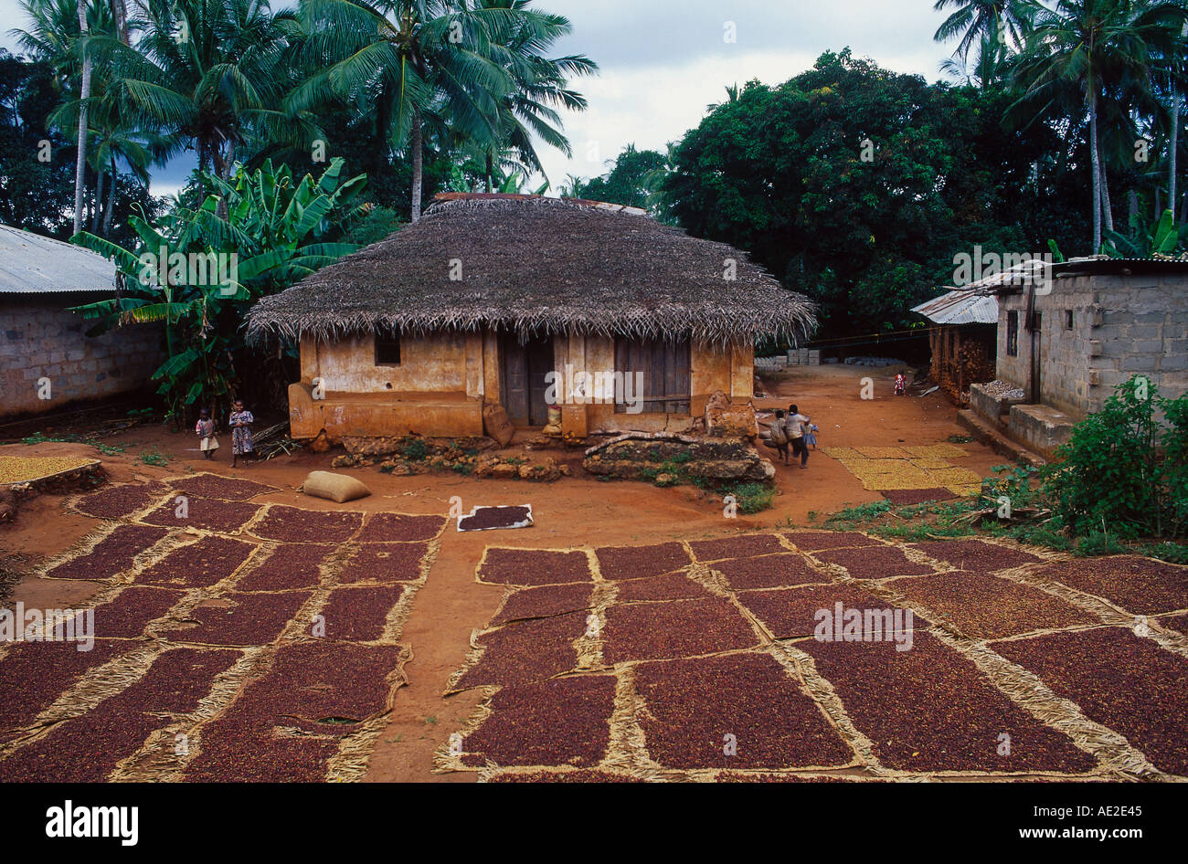 CLOVE PRODUCTION ZANZIBAR TANZANIA Africa Tanzania Stock Photo - Alamy