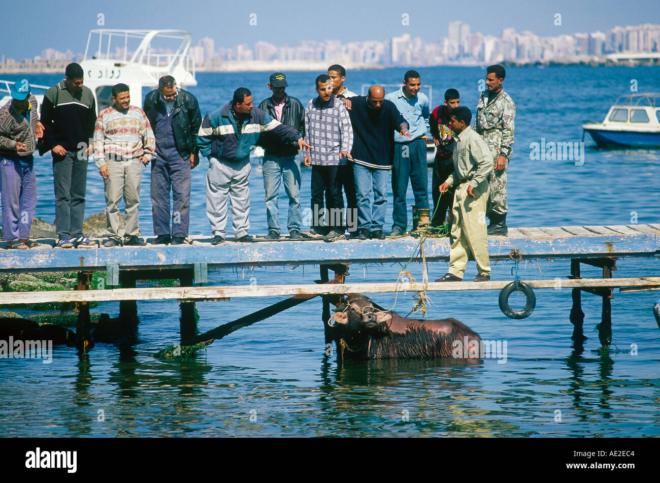 Iskandariya High Resolution Stock Photography and Images - Alamy