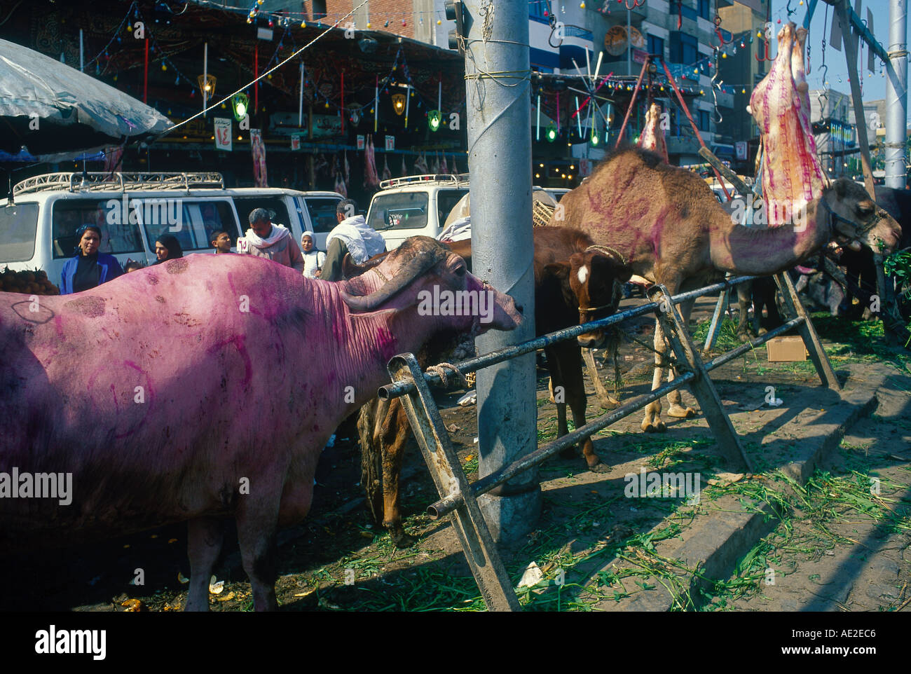 Iskandariya hi-res stock photography and images - Alamy