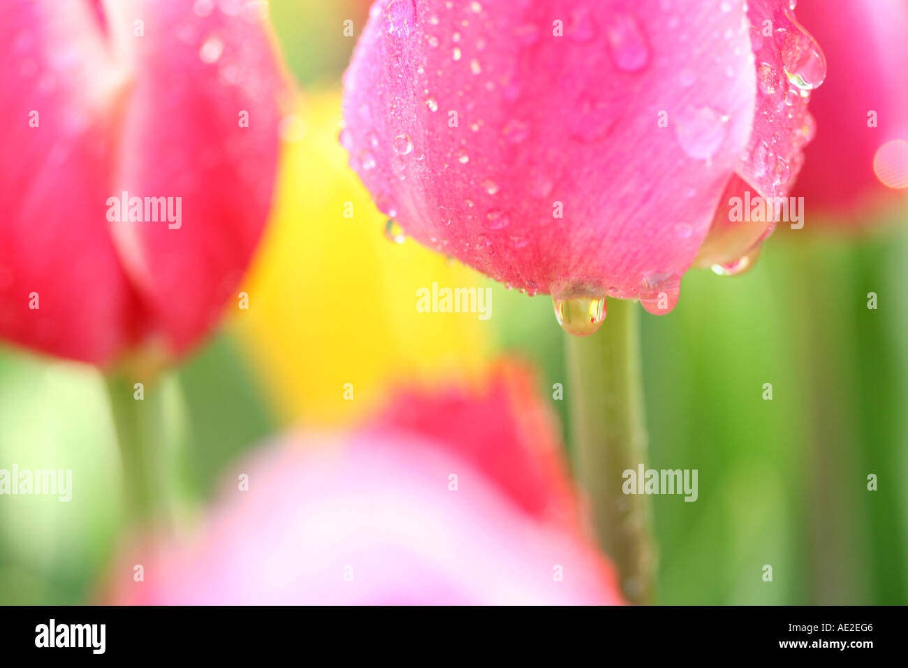 Tulip flowers with drops Stock Photo - Alamy