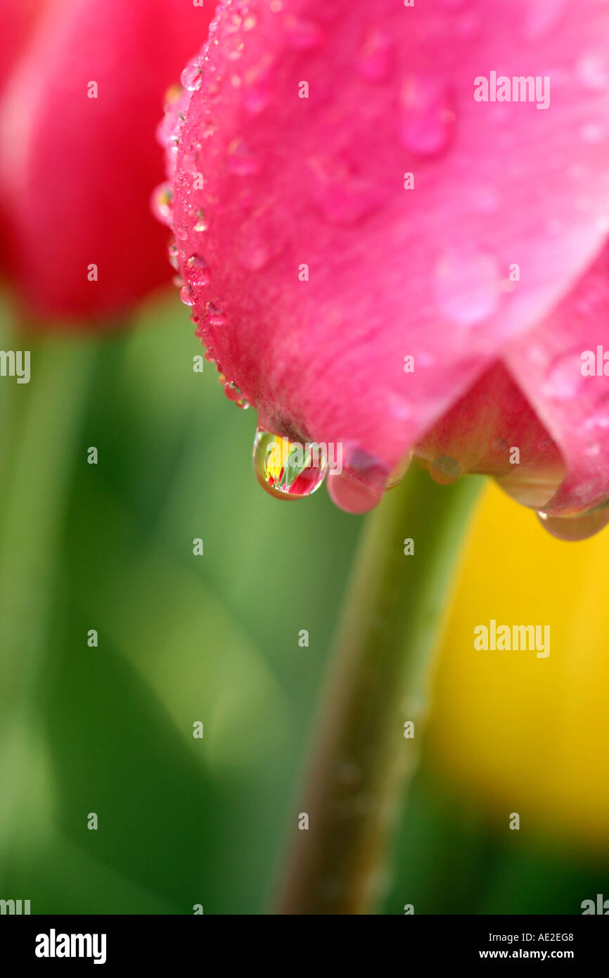 Tulip flowers with drops Stock Photo - Alamy
