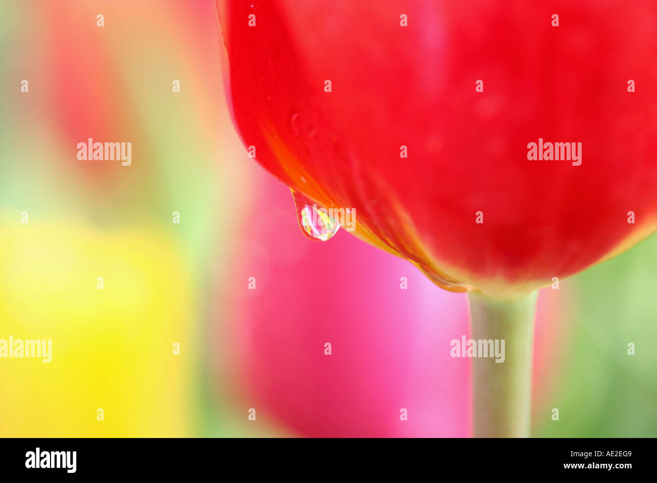 Tulip flowers with drops Stock Photo - Alamy
