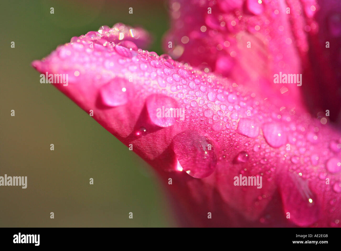 Tulip flower with droplets Stock Photo - Alamy