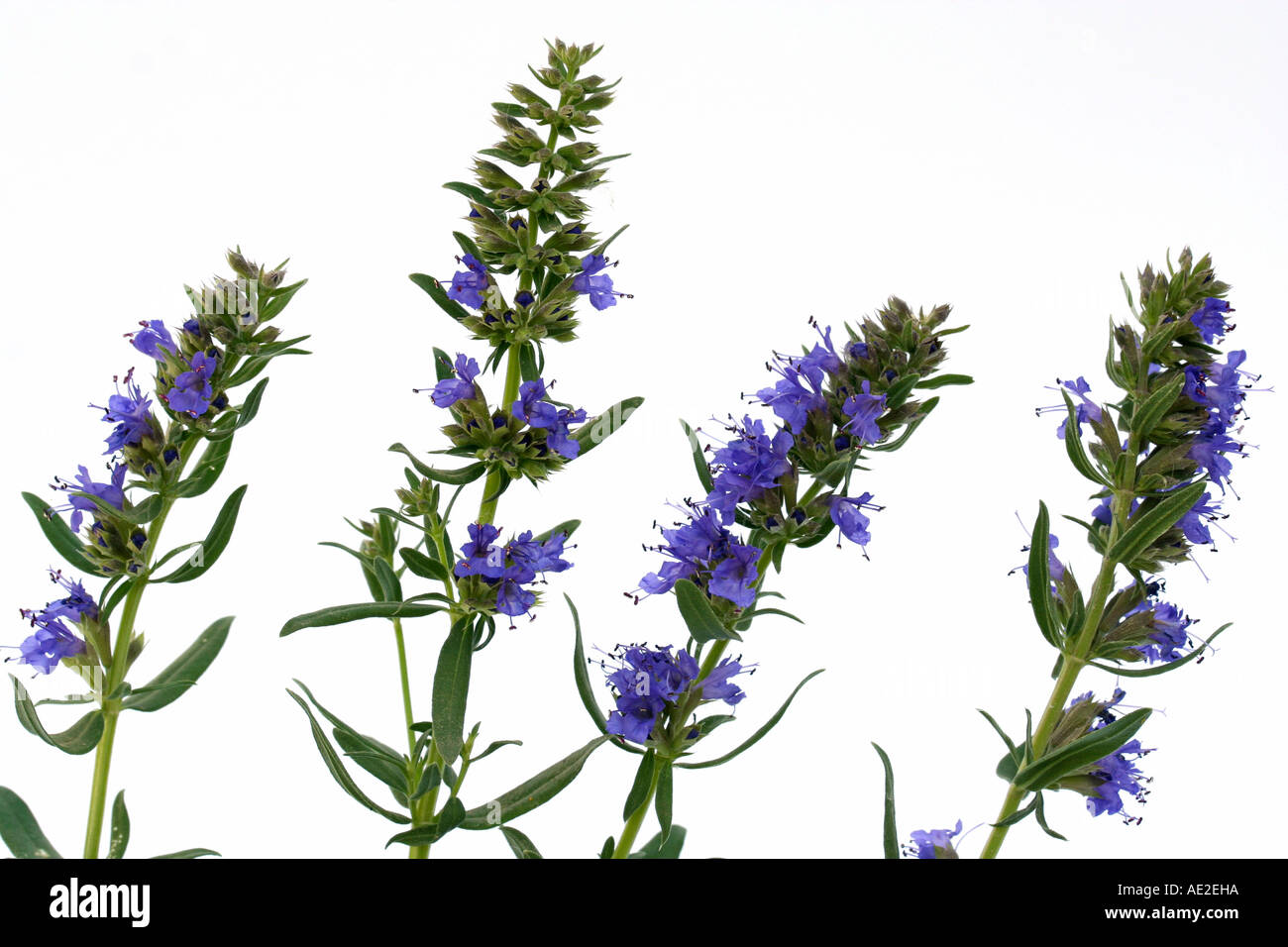 Hyssop Hyssopus officinalis Stock Photo - Alamy