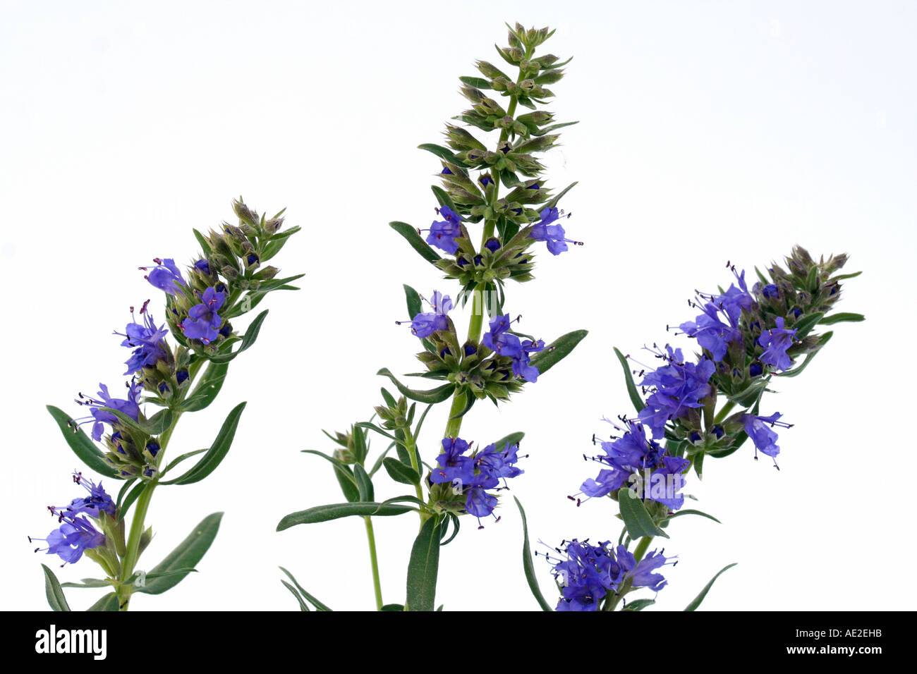 Hyssop Hyssopus officinalis Stock Photo - Alamy