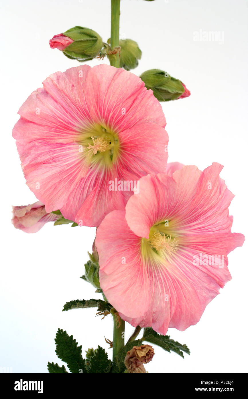 Hollyhock Althaea rosea Stock Photo - Alamy