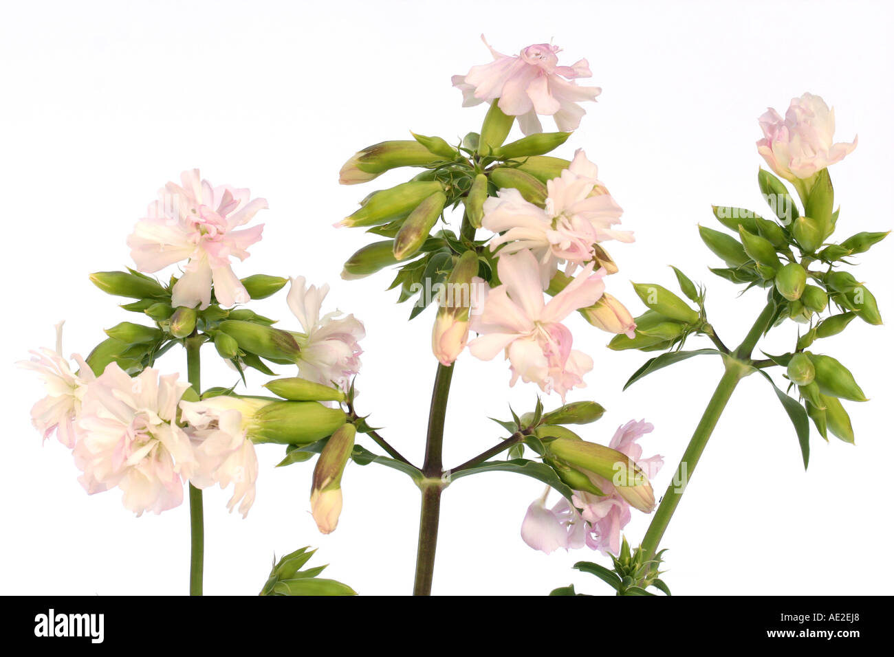 Soapwort Saponaria officinalis Stock Photo - Alamy