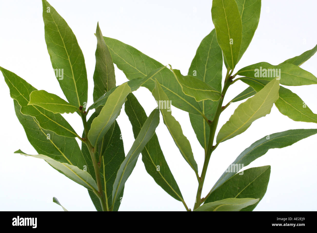 Bay leaves Laurus nobilis Stock Photo - Alamy