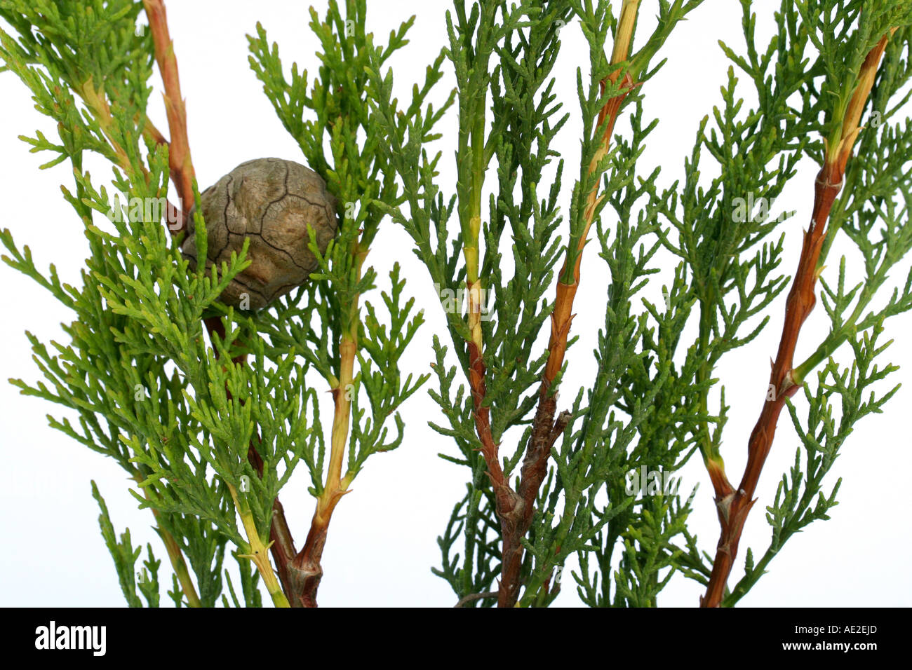 Cypress Cupressus sempervirens Stock Photo - Alamy