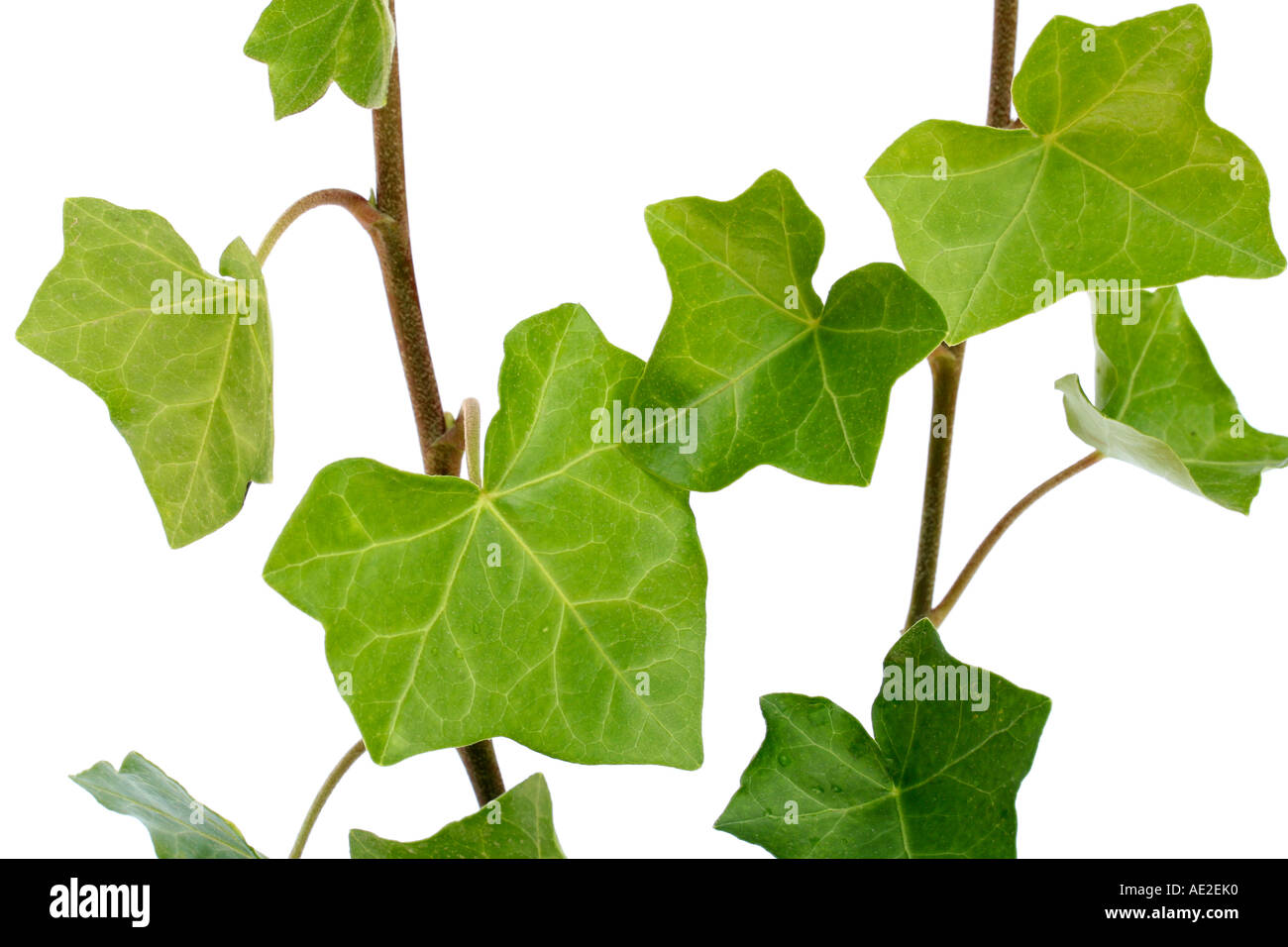 Hedera helix indoor hi-res stock photography and images - Alamy