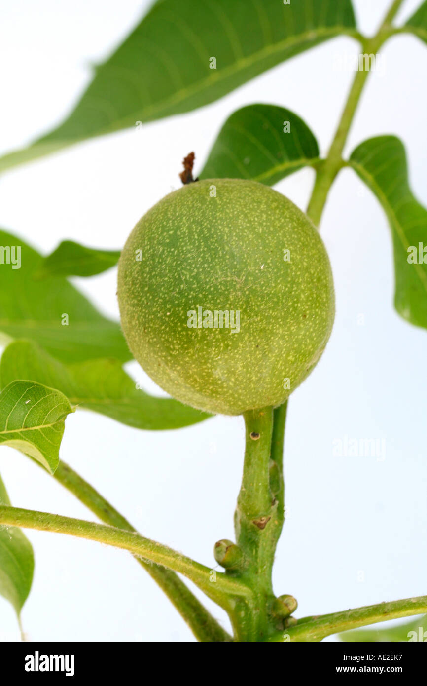 Walnut tree juglans regia branch with fruit hi-res stock photography ...