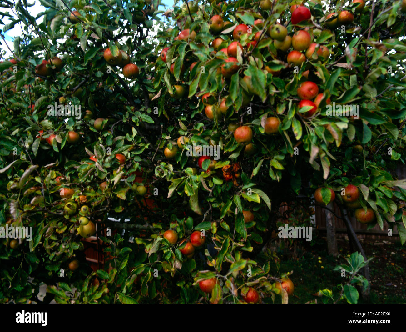 Apple Tree Organic Stock Photo - Alamy