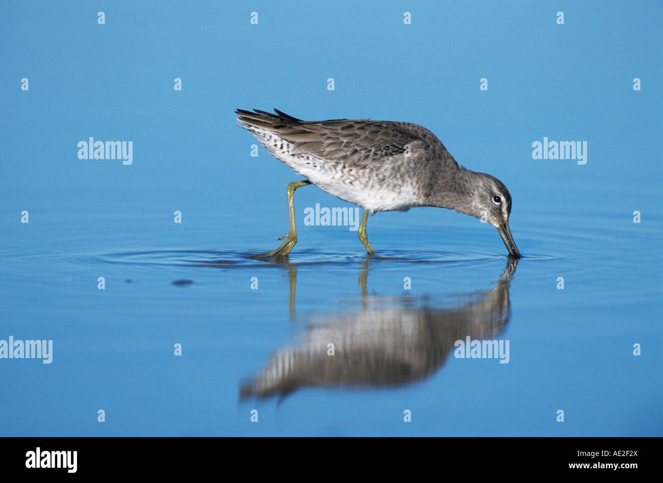 Short-billed Dowitcher Limnodromus griseus adult eating winter plumage ...