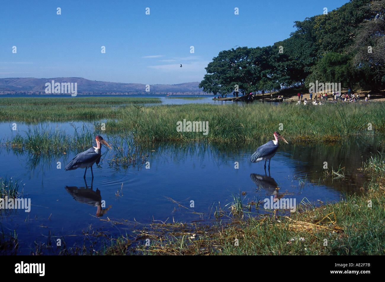 AWASSA ETHIOPIA Africa Ethiopia Stock Photo - Alamy