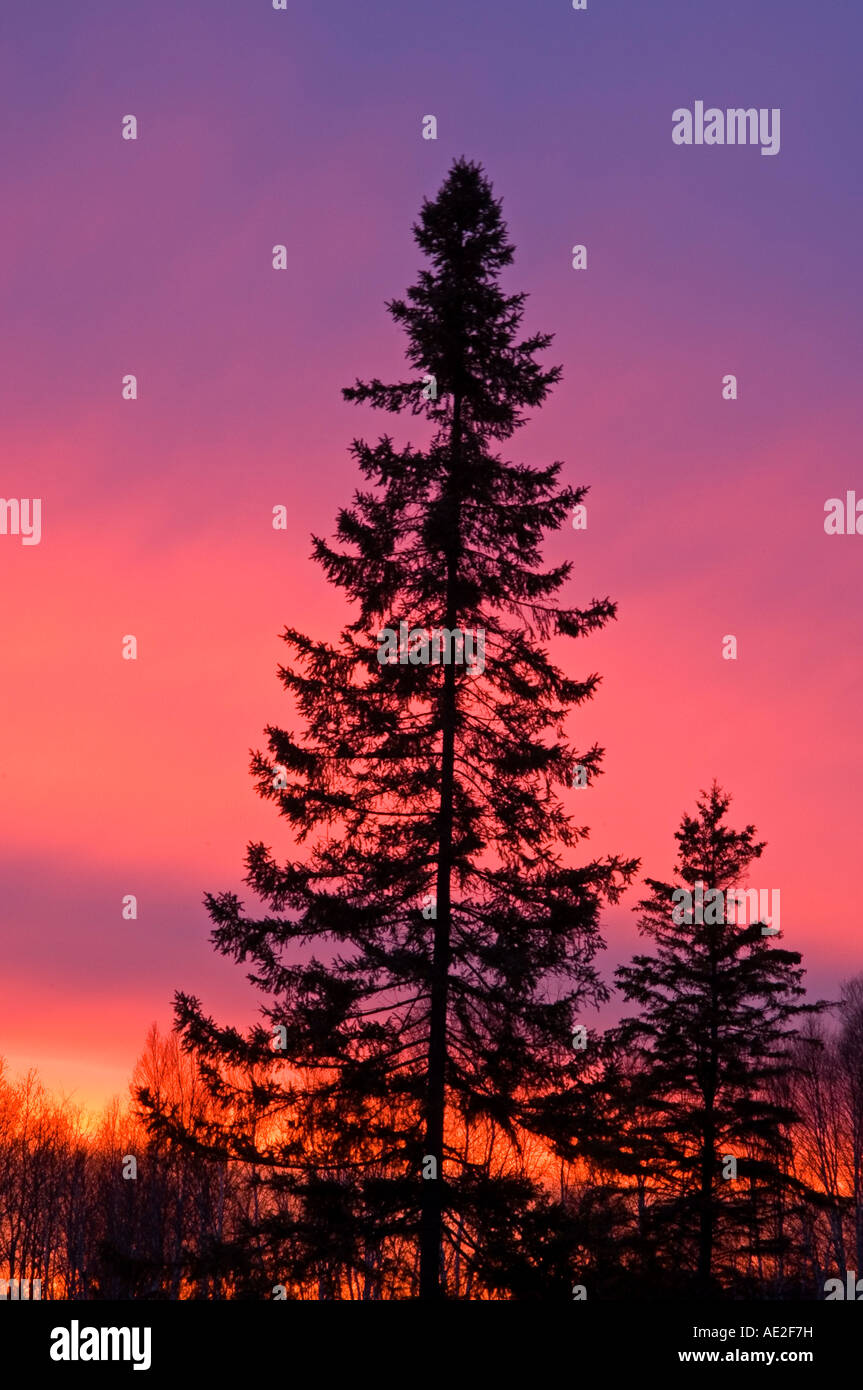 Sunset skies and spruce tree silhouettes, Greater Sudbury, Ontario ...