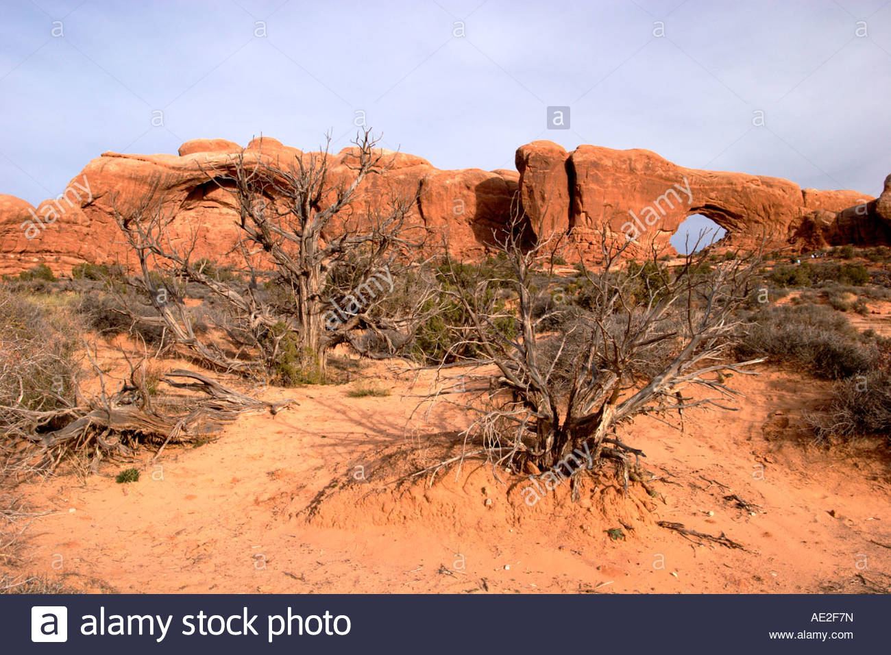Pinyon Juniper Stock Photos & Pinyon Juniper Stock Images - Alamy