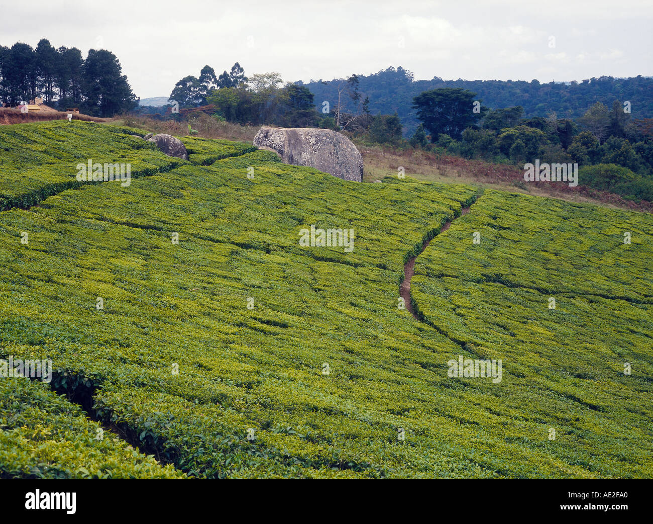 Tanzania tea plantation hi-res stock photography and images - Alamy