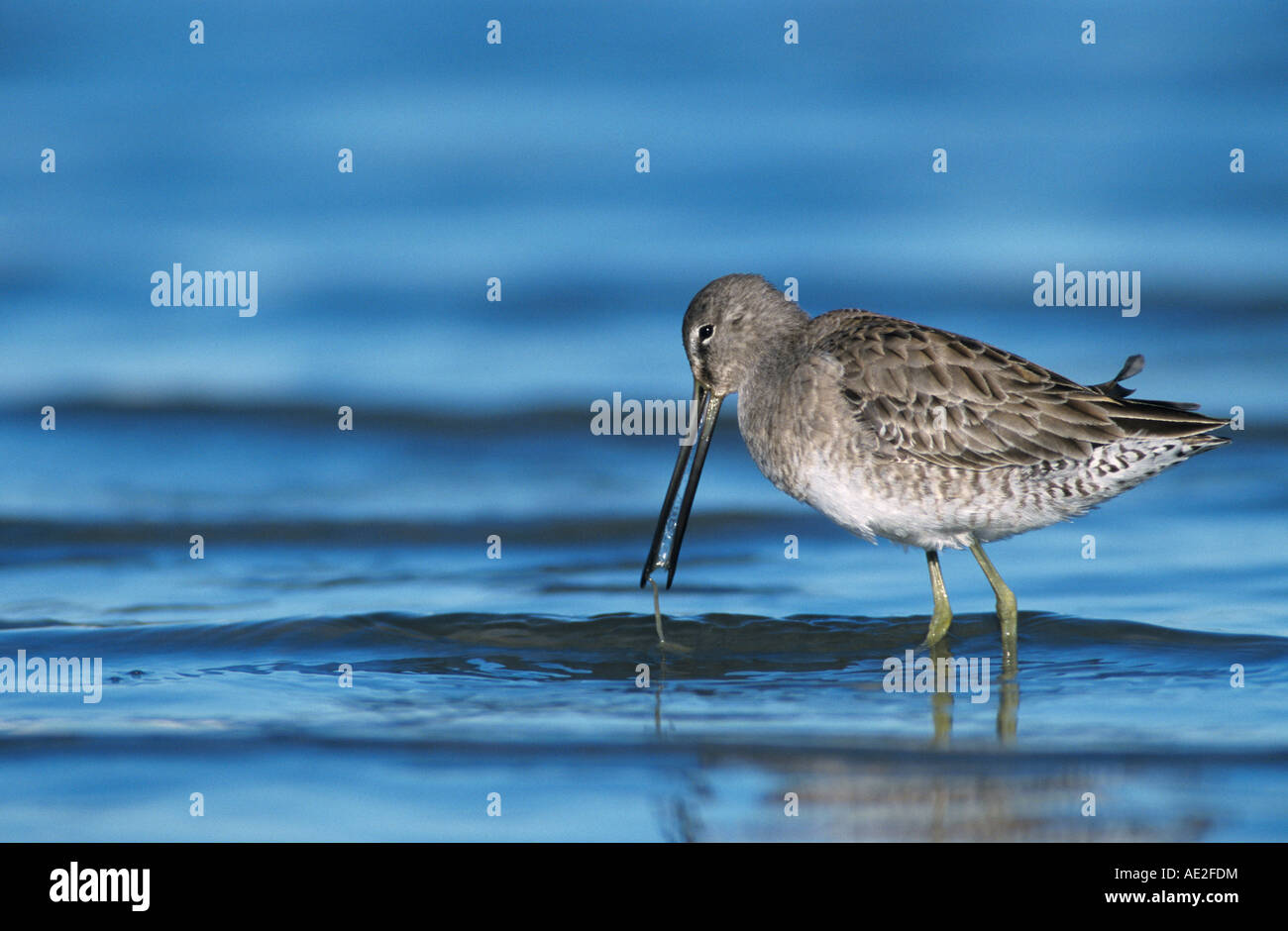 Short-billed Dowitcher Limnodromus griseus adult eating winter plumage ...