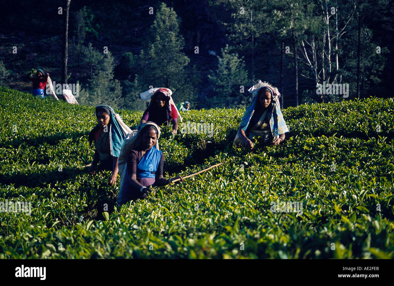 TEA PICKER SRI LANKA Asia Sri Lanka Stock Photo - Alamy