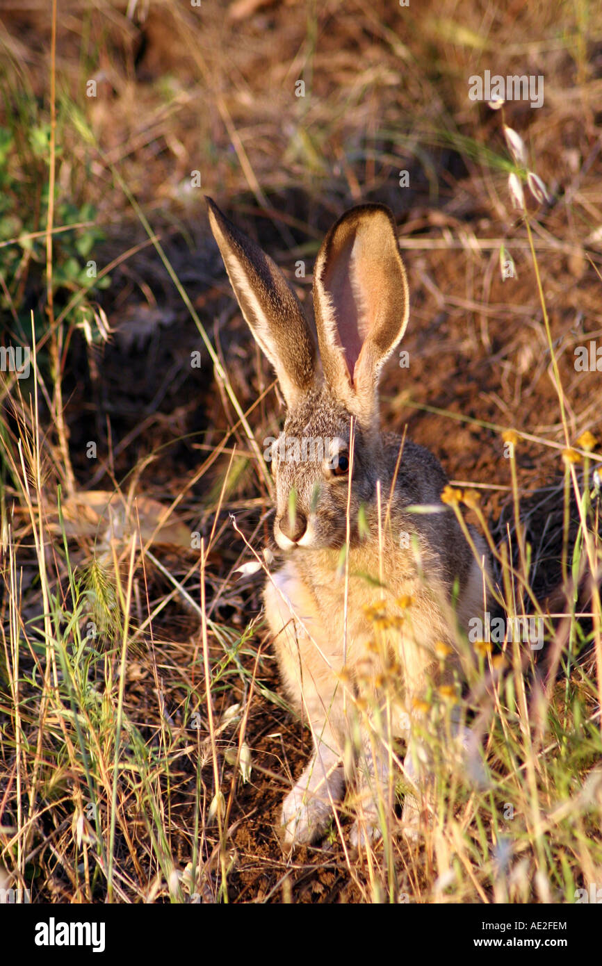 Black tailed jackrabbit Stock Photo - Alamy