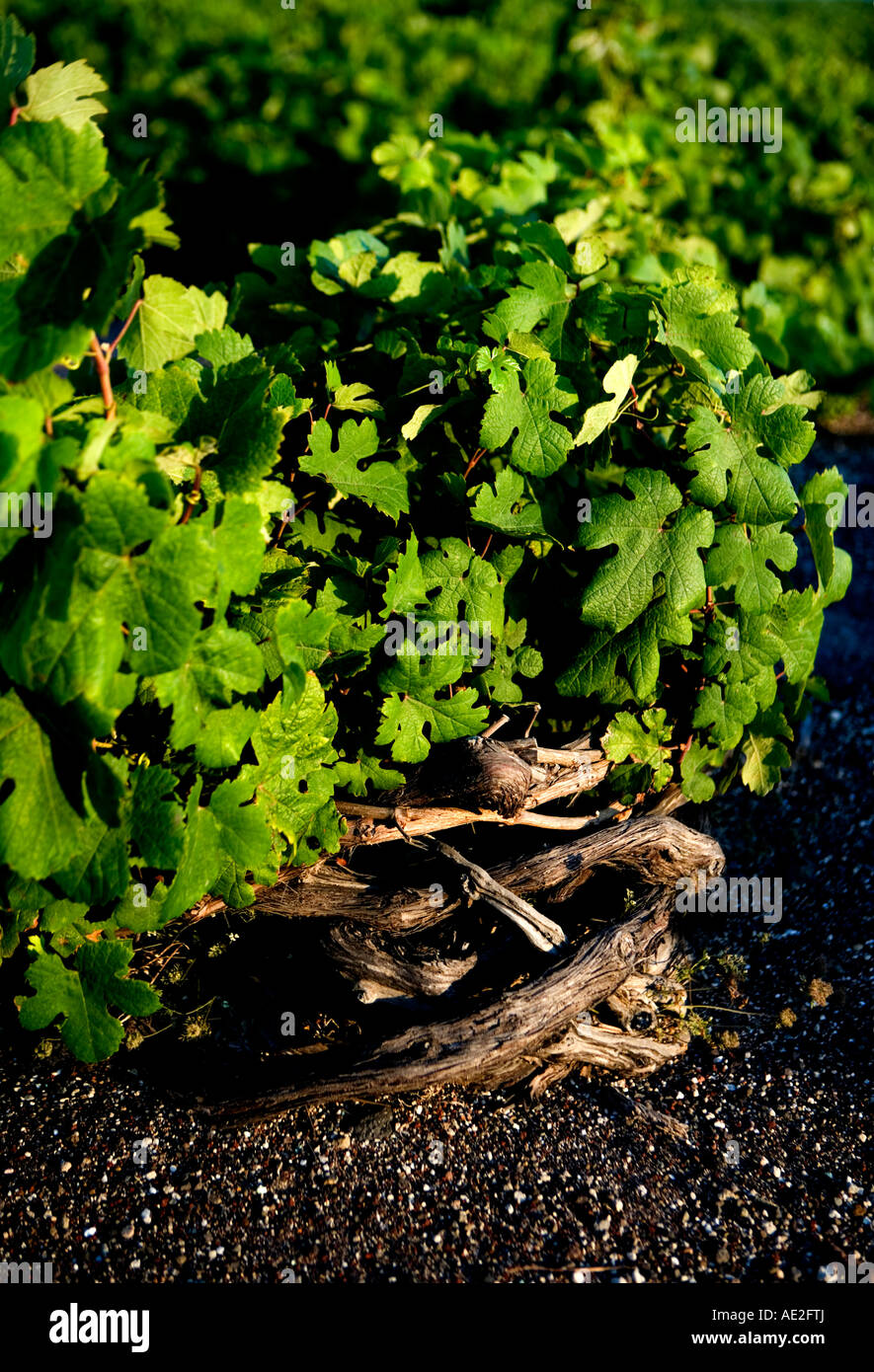 Traditional method of coiling the early vines around young plants for ...