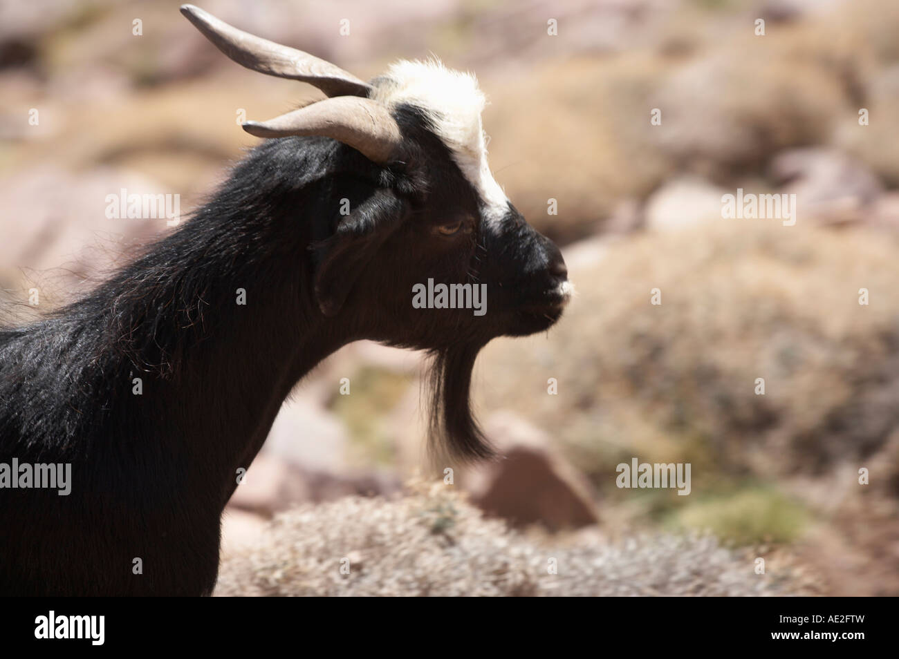 Goat in Morocco Stock Photo - Alamy