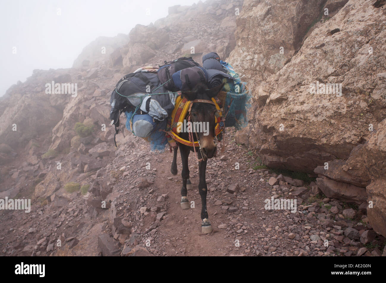 Donkey carrying goods hi-res stock photography and images - Alamy