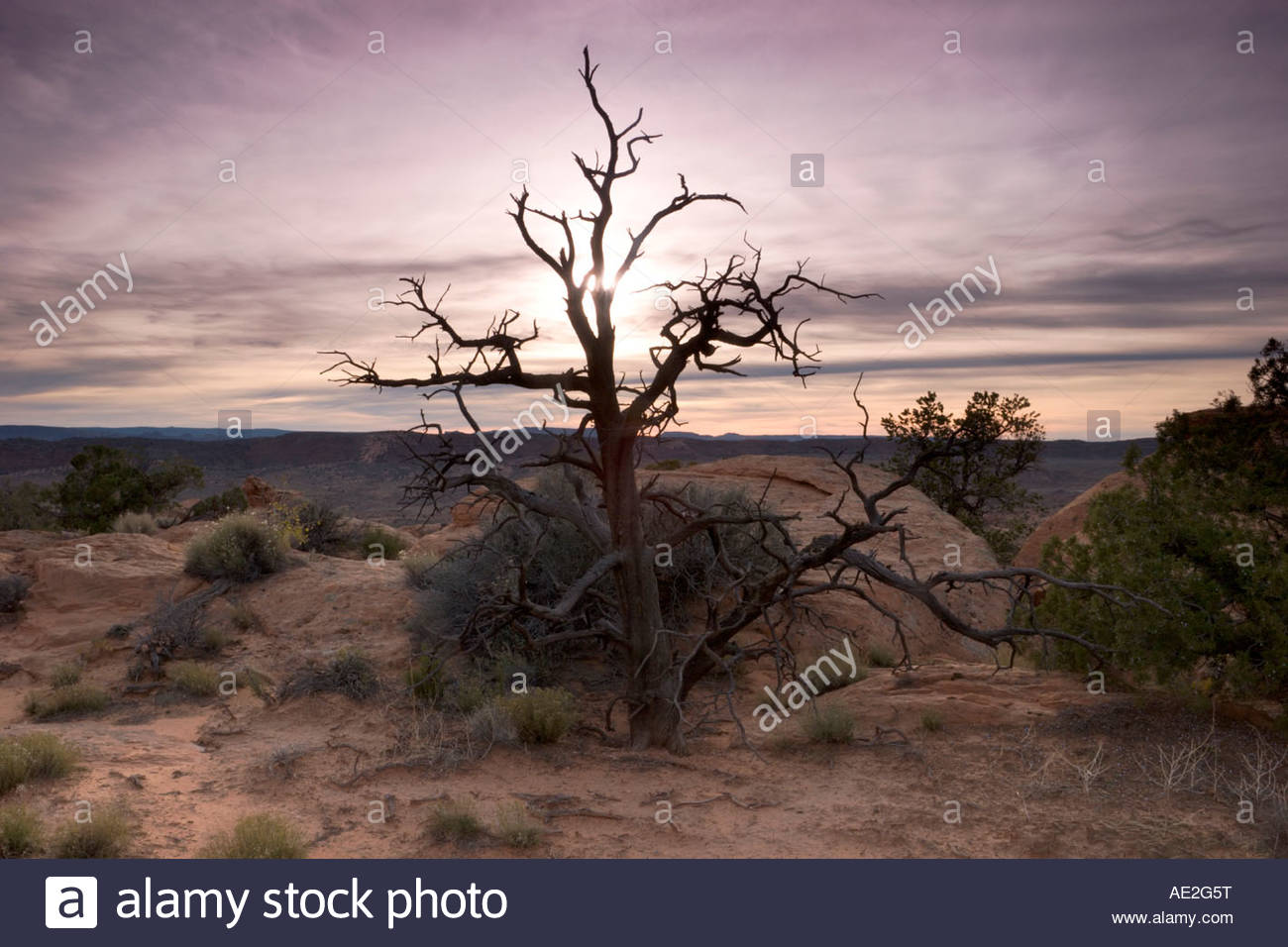 Pinyon Juniper Stock Photos & Pinyon Juniper Stock Images - Alamy
